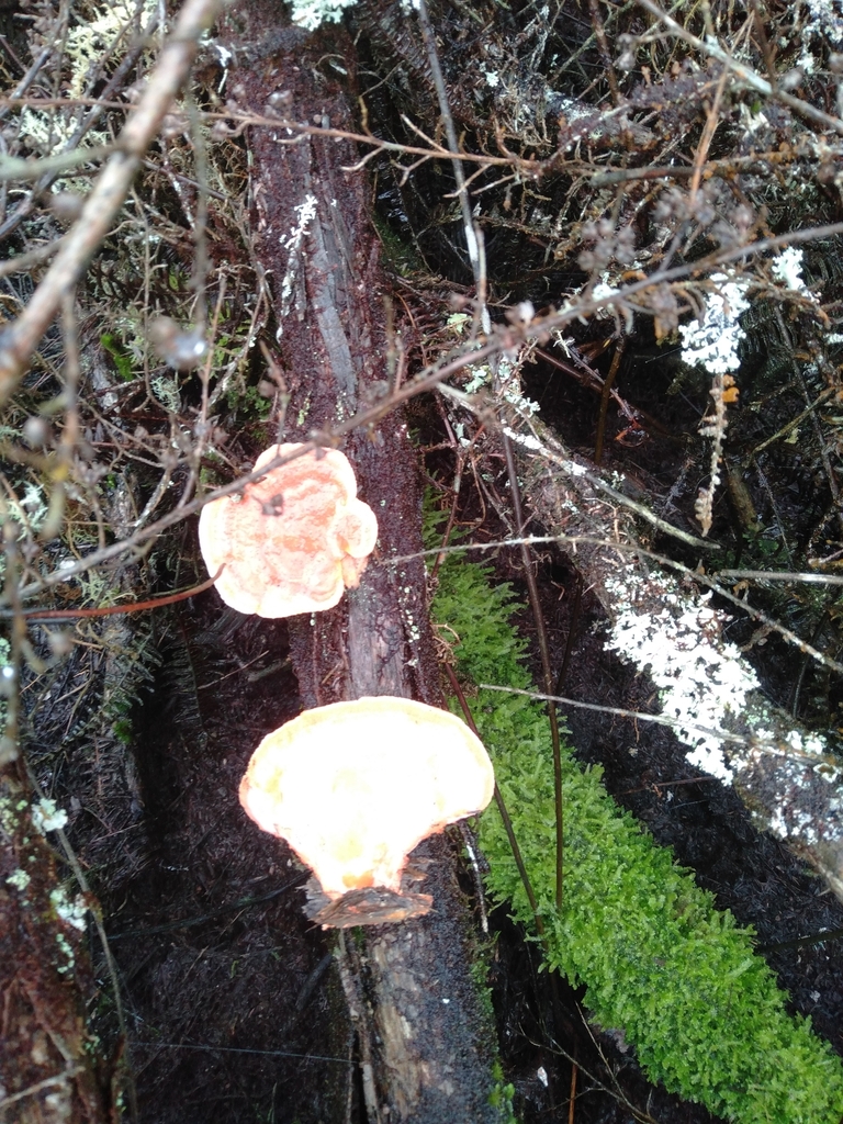 Southern Cinnabar Polypore from Ohakuri on October 02, 2022 at 10:16 AM ...