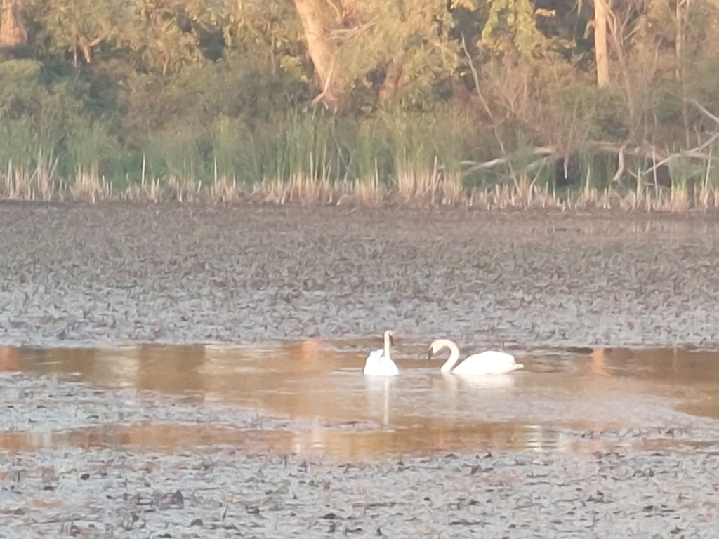 Trumpeter Swan from Puslinch, ON, Canada on October 01, 2022 at 06:49 ...