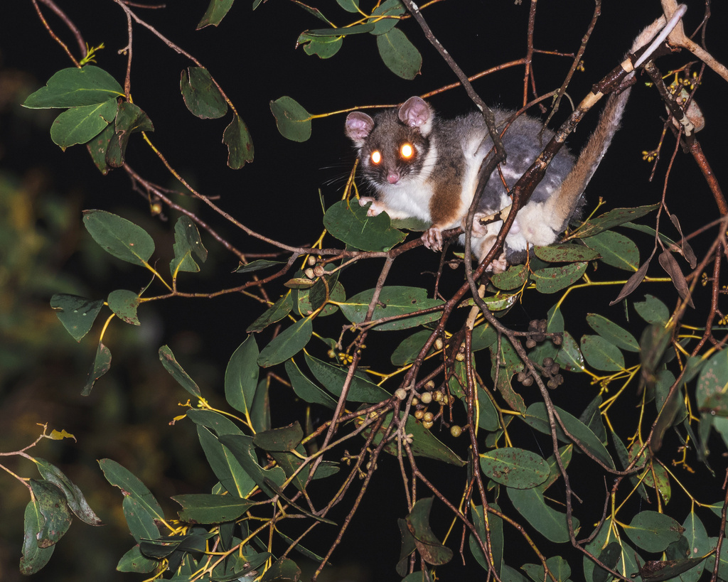 Common Ring-tailed Possum from Dry Creek Native Forest Reserve ...