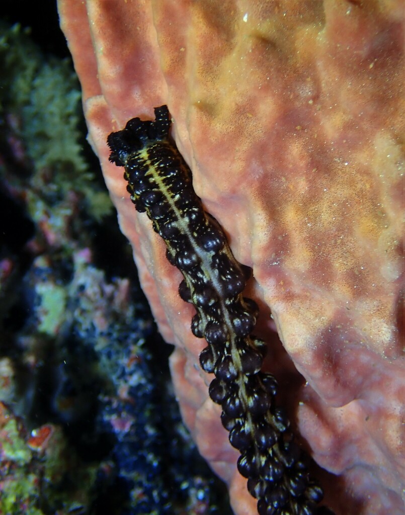 Synaptidae from Desa, Lamanggau, Tomia, Kabupaten Wakatobi, Sulawesi ...