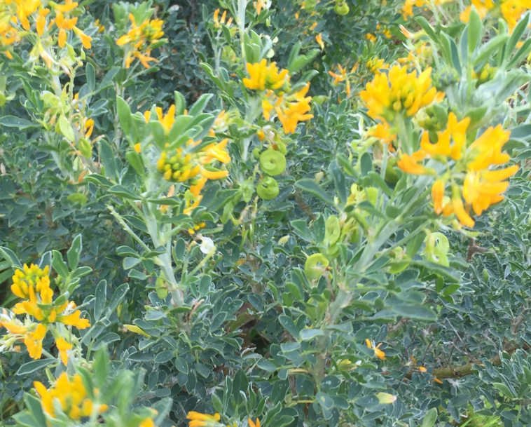 tree medick from Days Bay, Lower Hutt 5013, New Zealand on October 02 ...