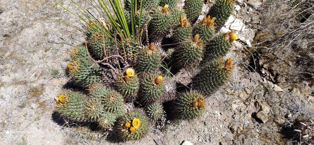 Coryphantha octacantha from Pachuca de Soto, Hgo., México on October 1 ...