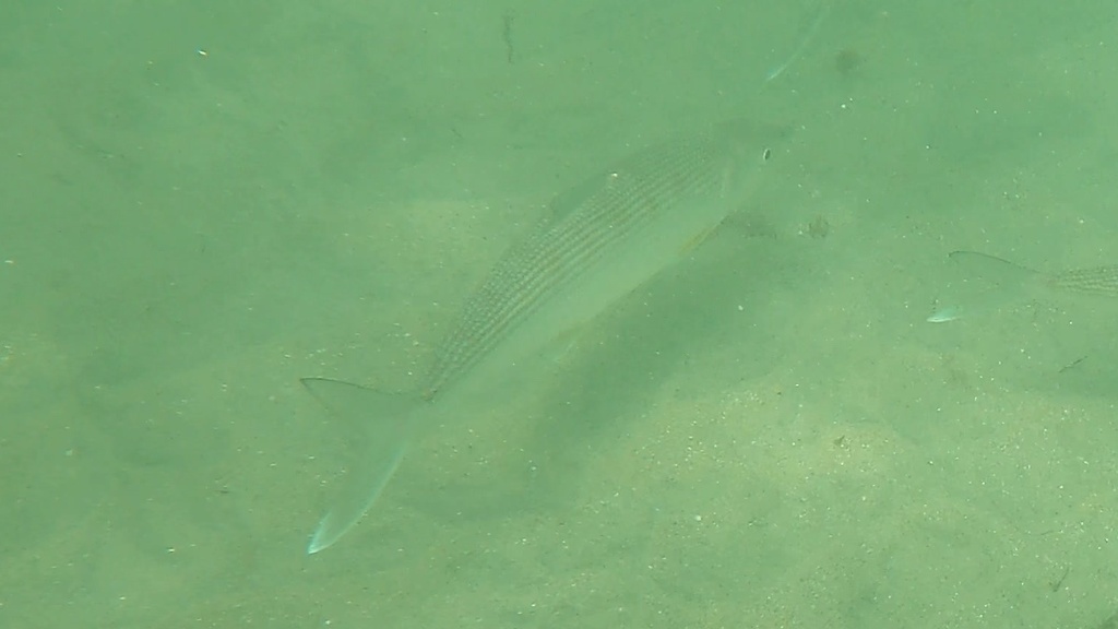Cortez Bonefish (Albula gilberti) - Marine Life Identification