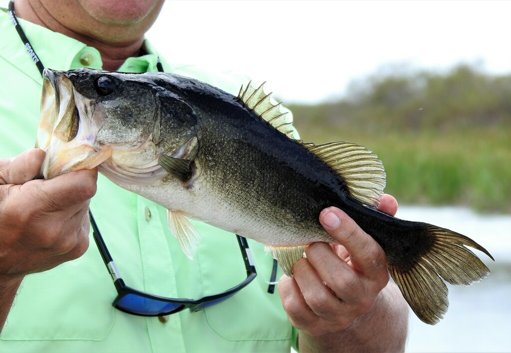 Florida Largemouth Bass from Arthur R. Marshall Loxahatchee Wildlife ...