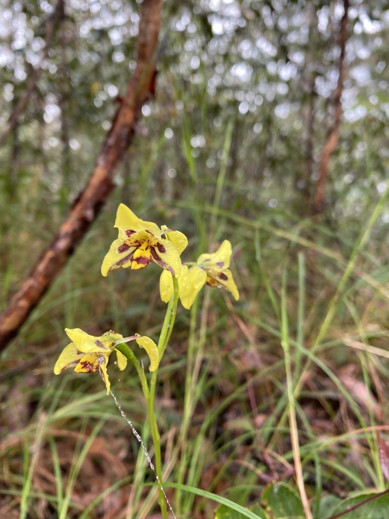 Tiger Orchid in October 2022 by dattard · iNaturalist