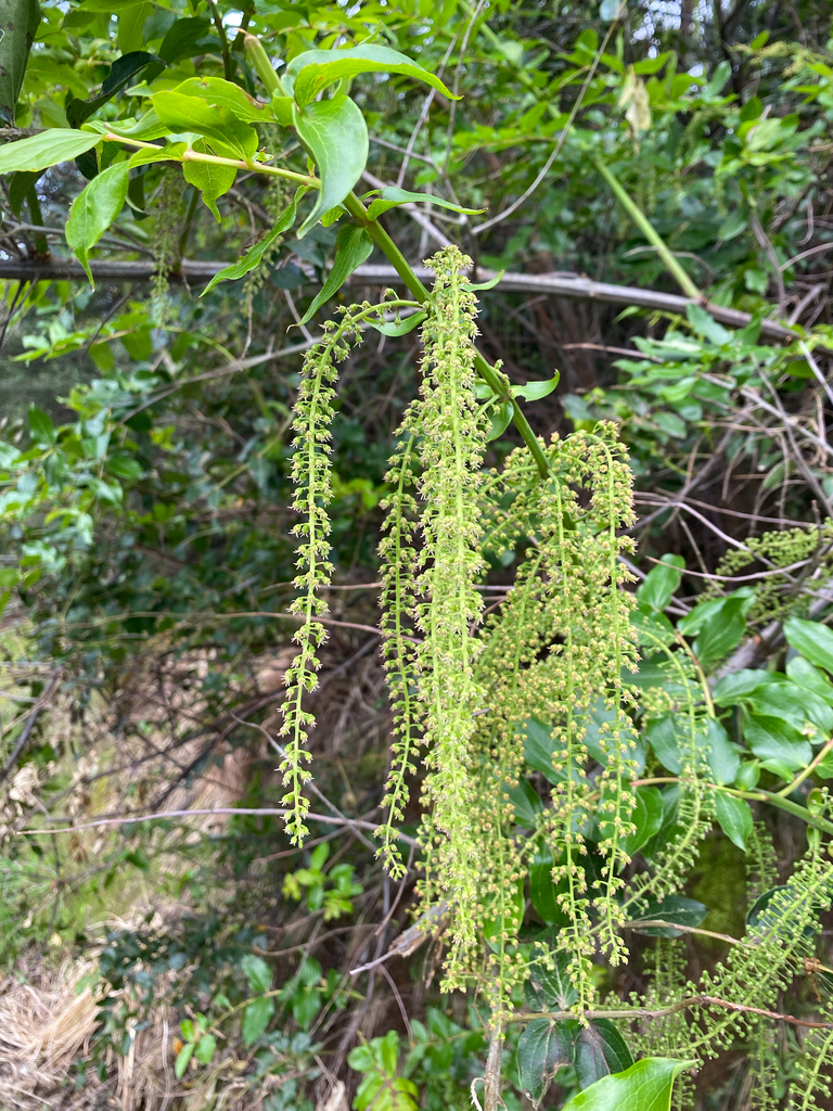 Tree Tutu from Papamoa on September 21, 2022 at 03:42 PM by kayesp ...