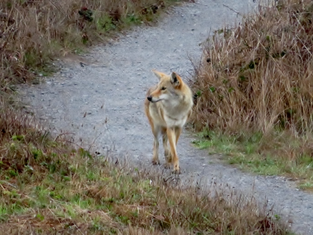 Coyote from Chimney Rock, California 94937, USA on October 1, 2022 at ...