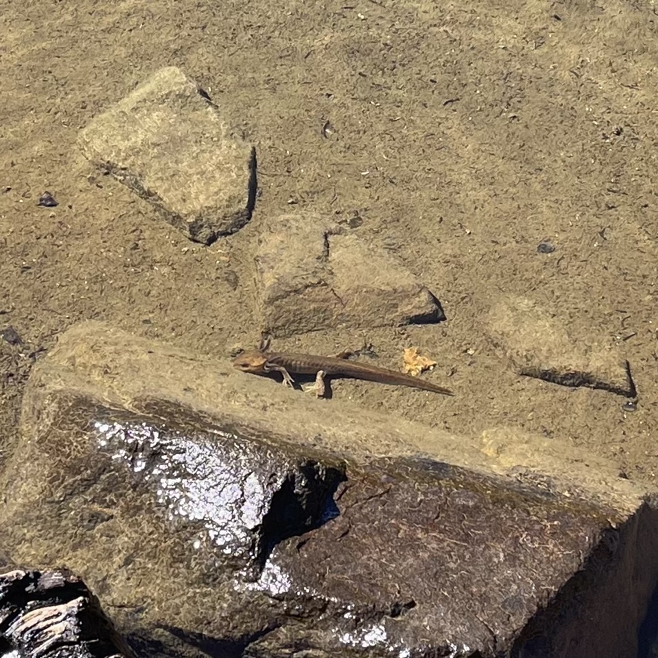 Northwestern Salamander from Upper Palisades Lake, Ashford, WA, US on ...