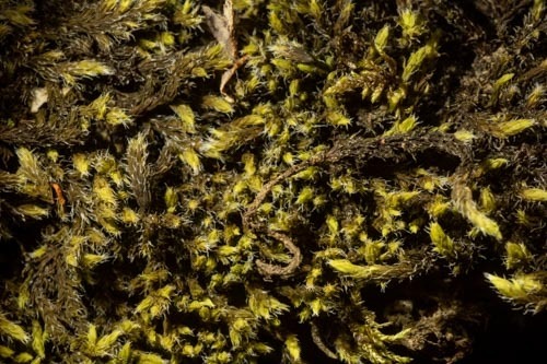 Dense Rock Moss from Yukon, Canada on July 18, 2022 at 07:04 PM by Mike ...