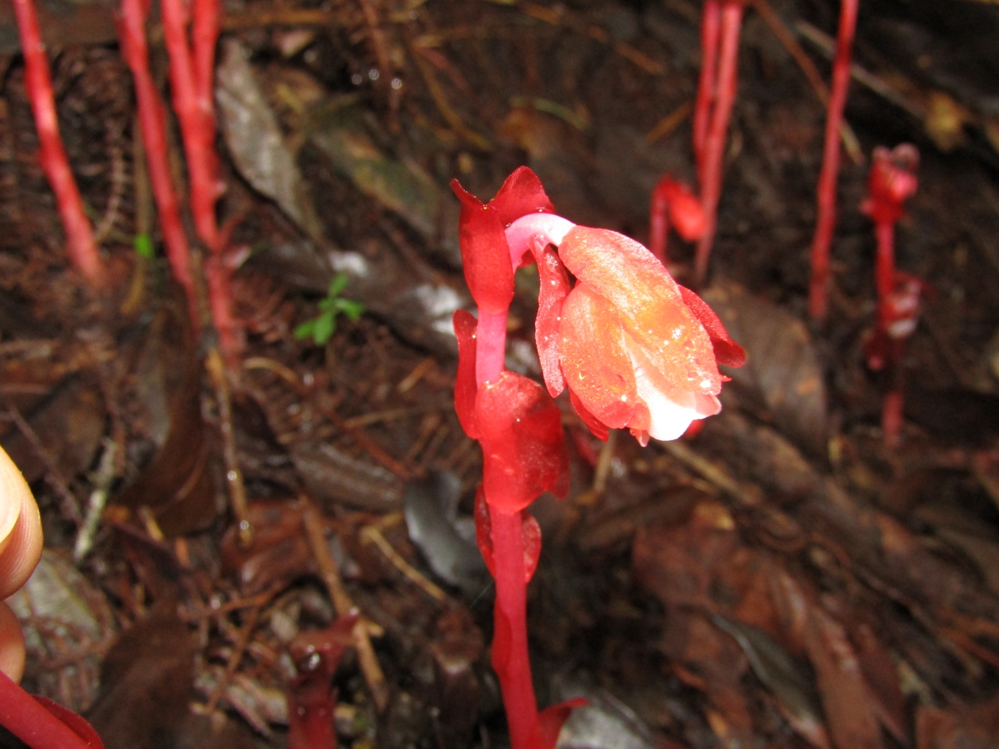 Monotropa coccinea Zucc.