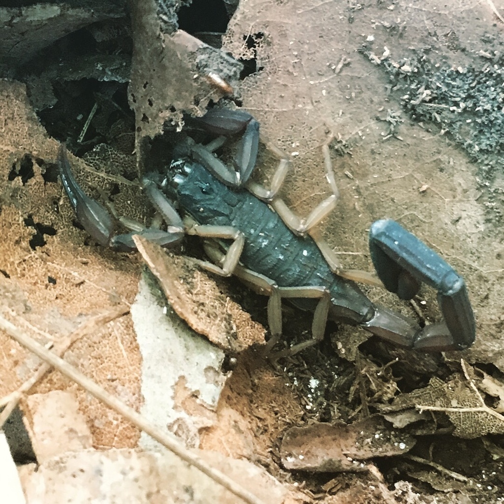 Slender Brown Scorpion from Gulfstream Park, Boynton Beach, FL, US on ...