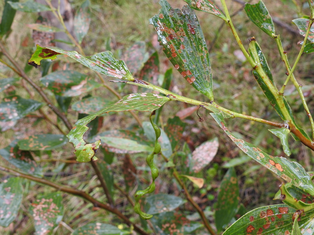 flat-stemmed wattle from Maryborough QLD 4650, Australia on October 02 ...