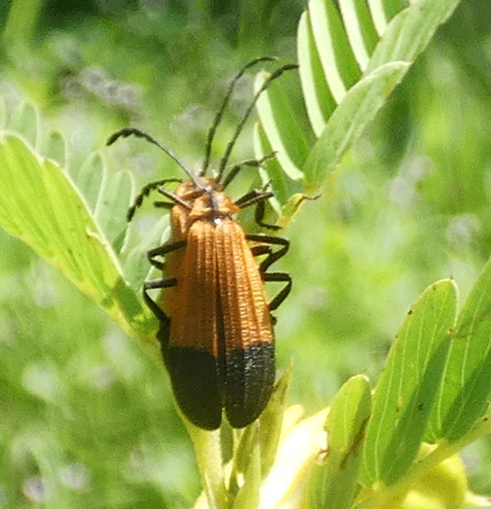 Reticulated Net-winged Beetle from Nebraska, United States on August 18 ...