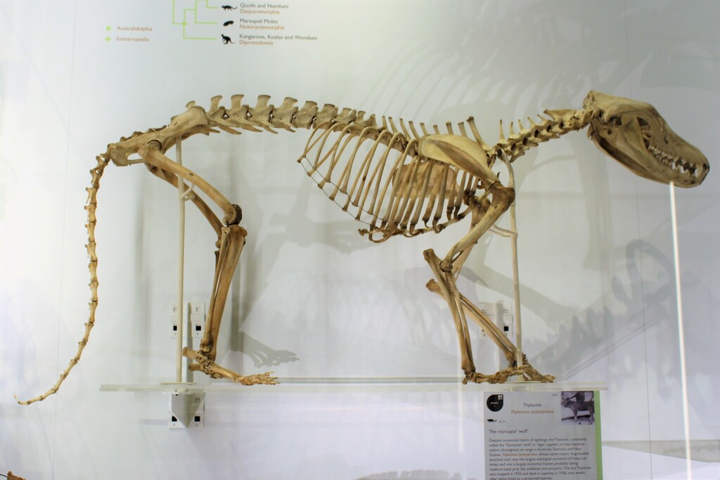 Thylacine (Thylacinus cynocephalus) - Know Your Mammals
