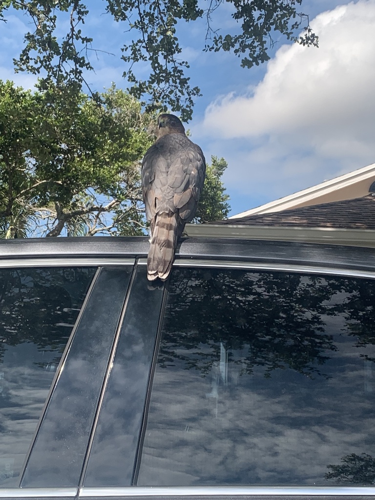 Cooper's Hawk from SW 139th Ave, Miami, FL, US on October 1, 2022 at 11 ...