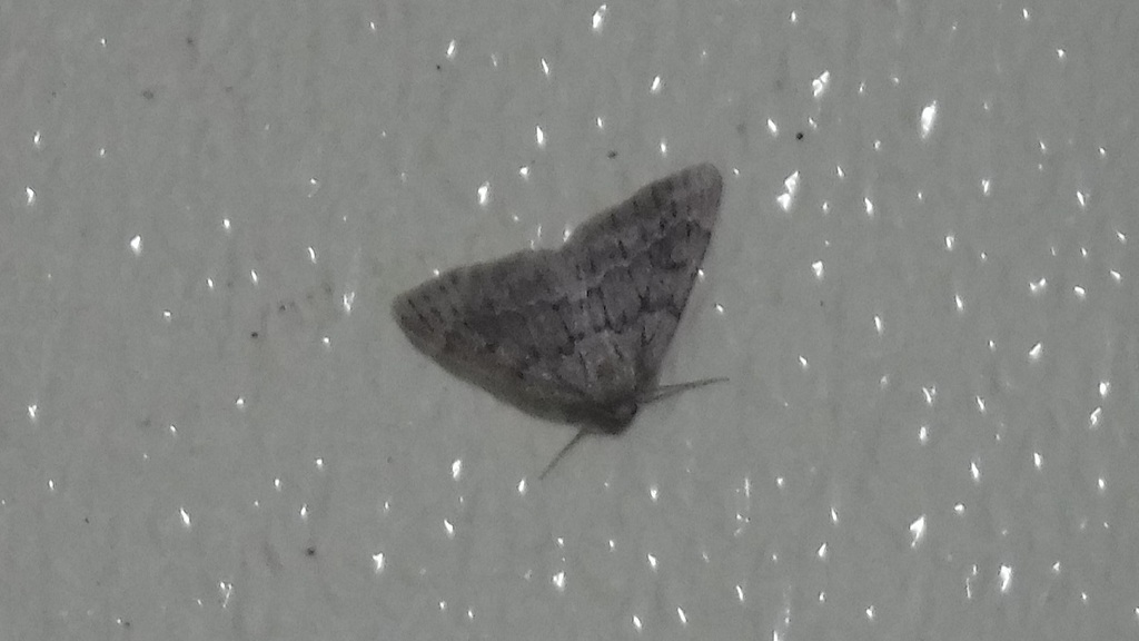 Carpet Moths from Armstrong Redwoods State Natural Preserve, Sonoma ...