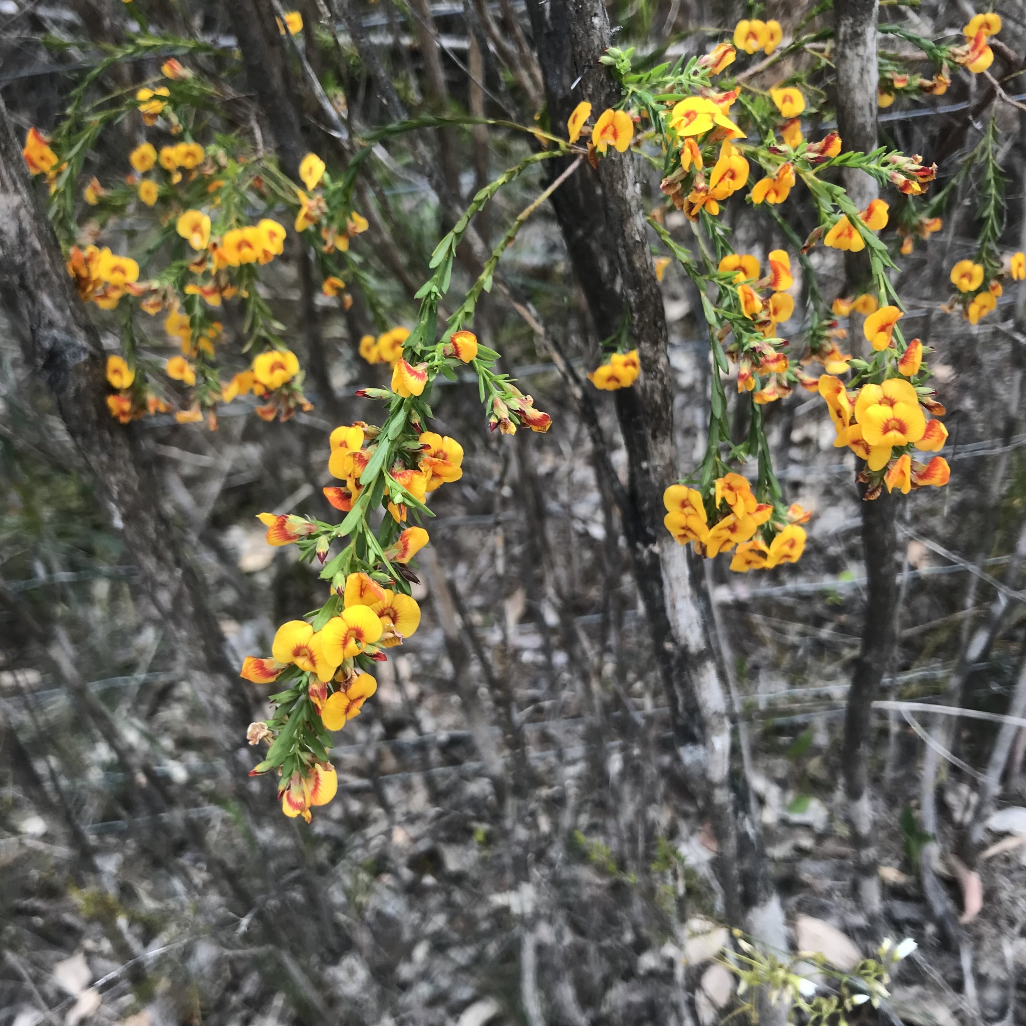 Bossiaea linophylla R.Br.