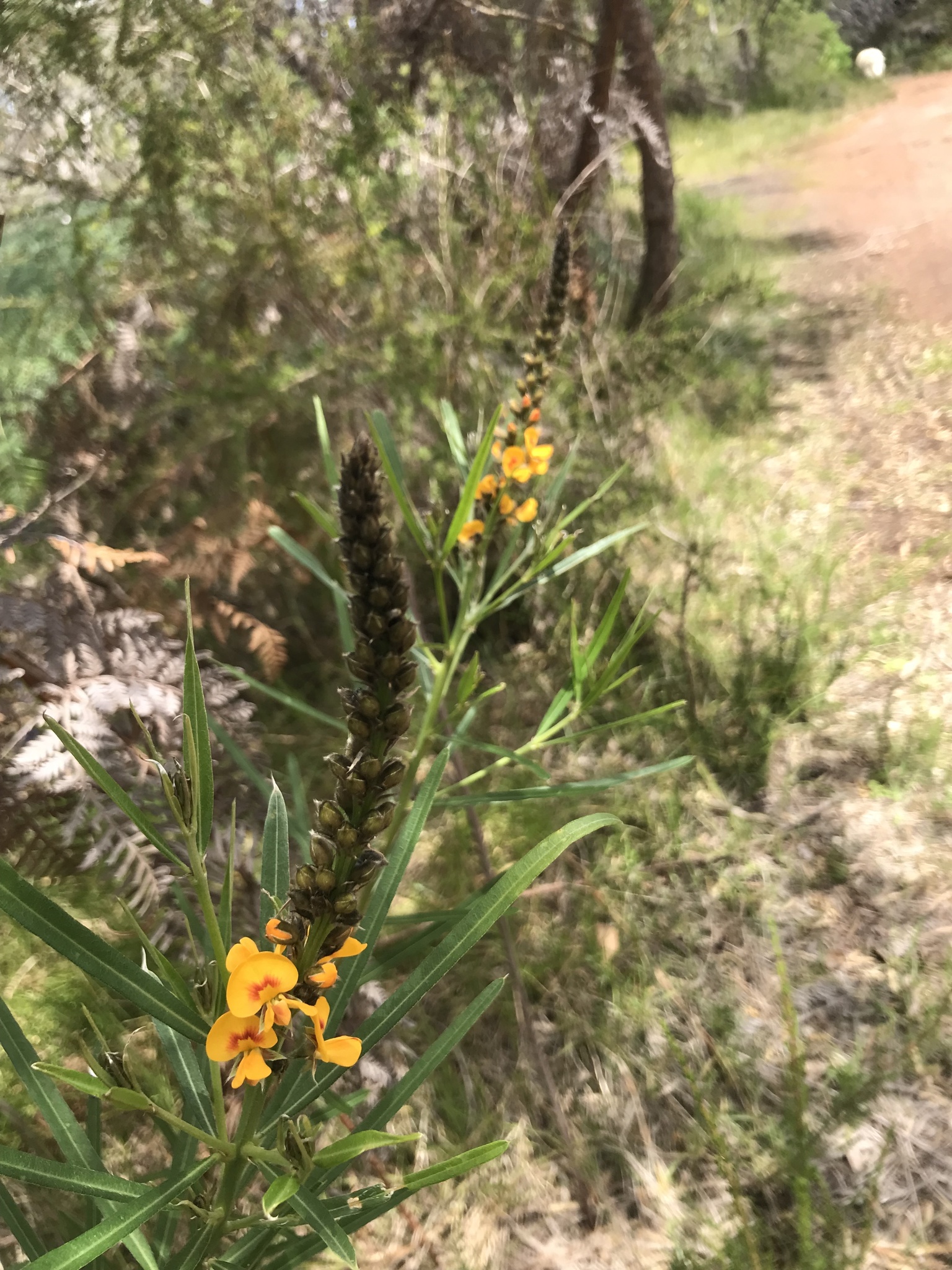 Bossiaea linophylla R.Br.