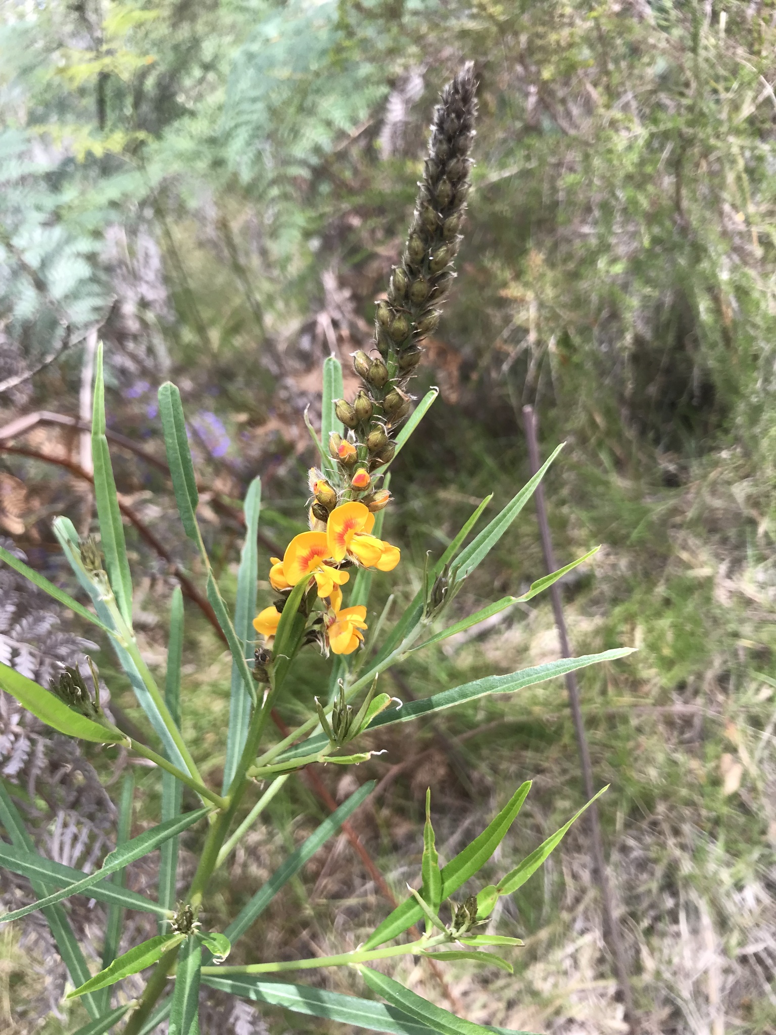 Bossiaea linophylla R.Br.