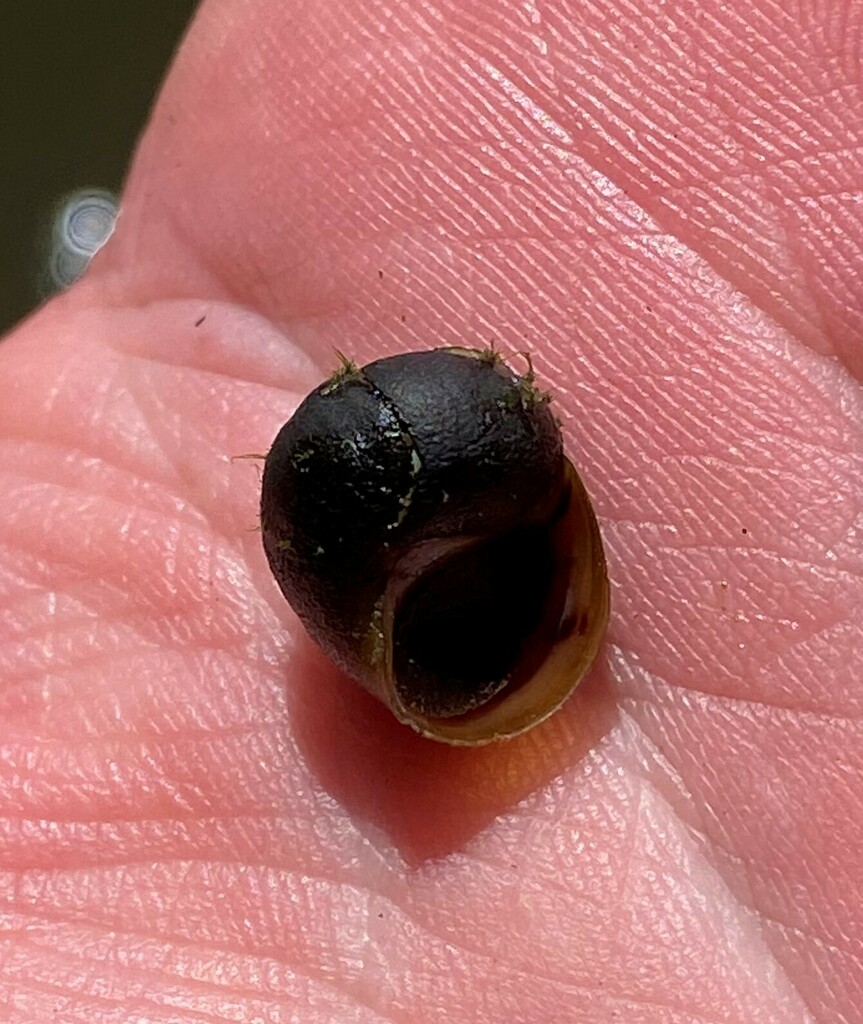 Mainstream River Snail in September 2022 by Jeff Garner · iNaturalist