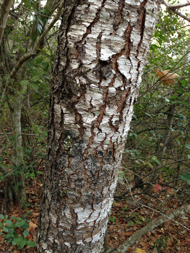 black cherry (Vascular Plants of Wild Basin) · iNaturalist