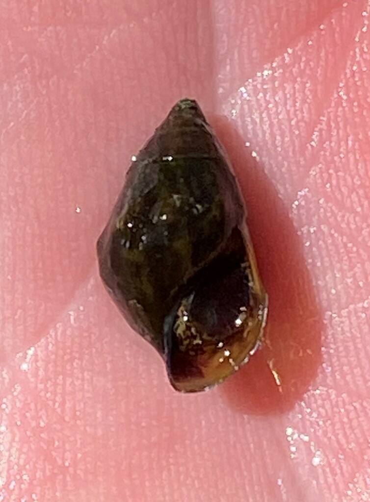 Warty Rocksnail from Cypress Creek, Wildwood Park, Lauderdale Co., AL ...