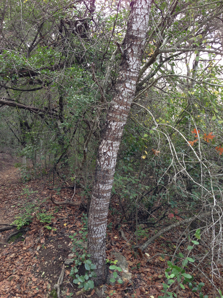 black cherry (Vascular Plants of Wild Basin) · iNaturalist