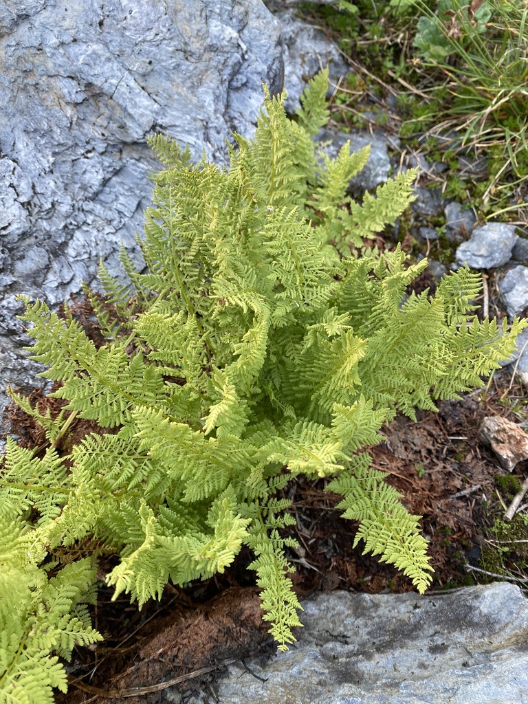 American Alpine Lady Fern from The Mount Baker-Snoqualmie National ...