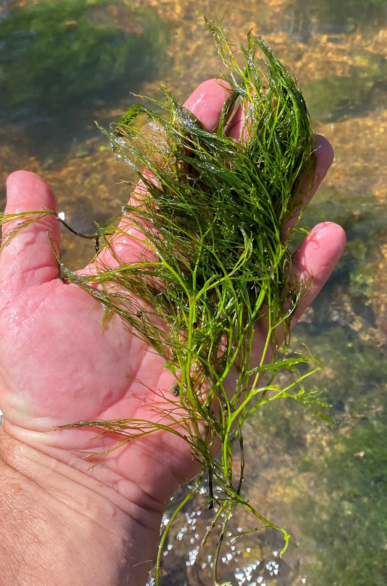 Podostemum ceratophyllum Michx.