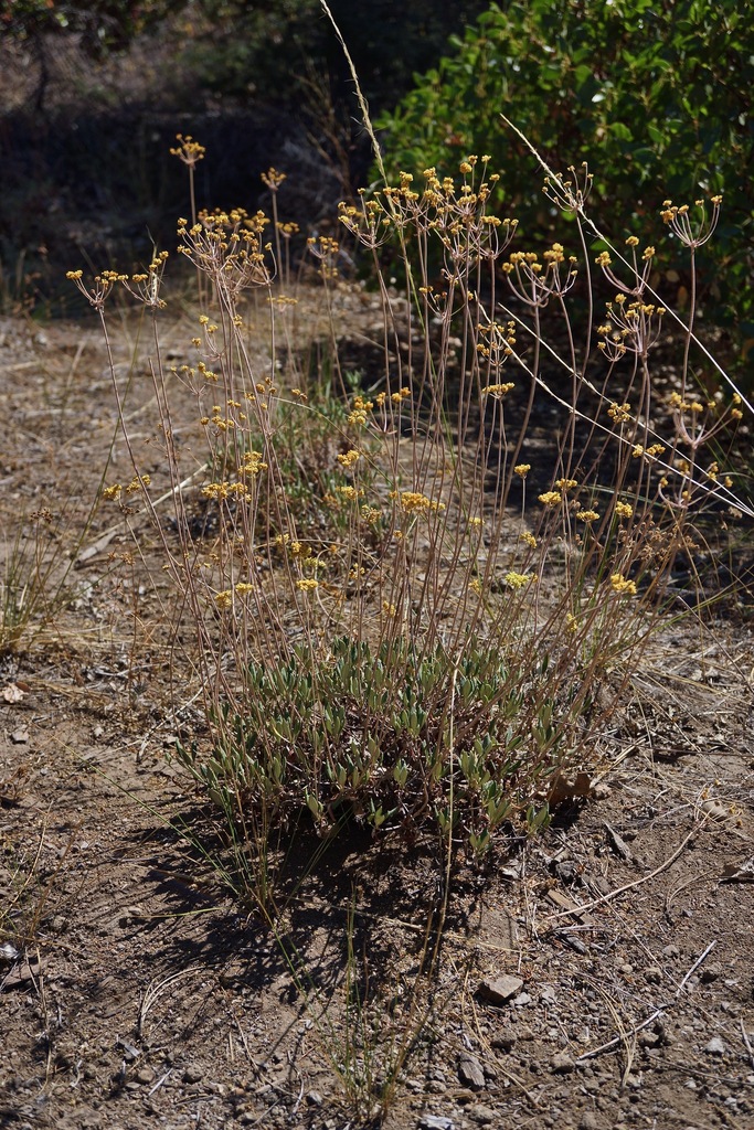 Congdon's buckwheat in August 2022 by Chloe Novak · iNaturalist