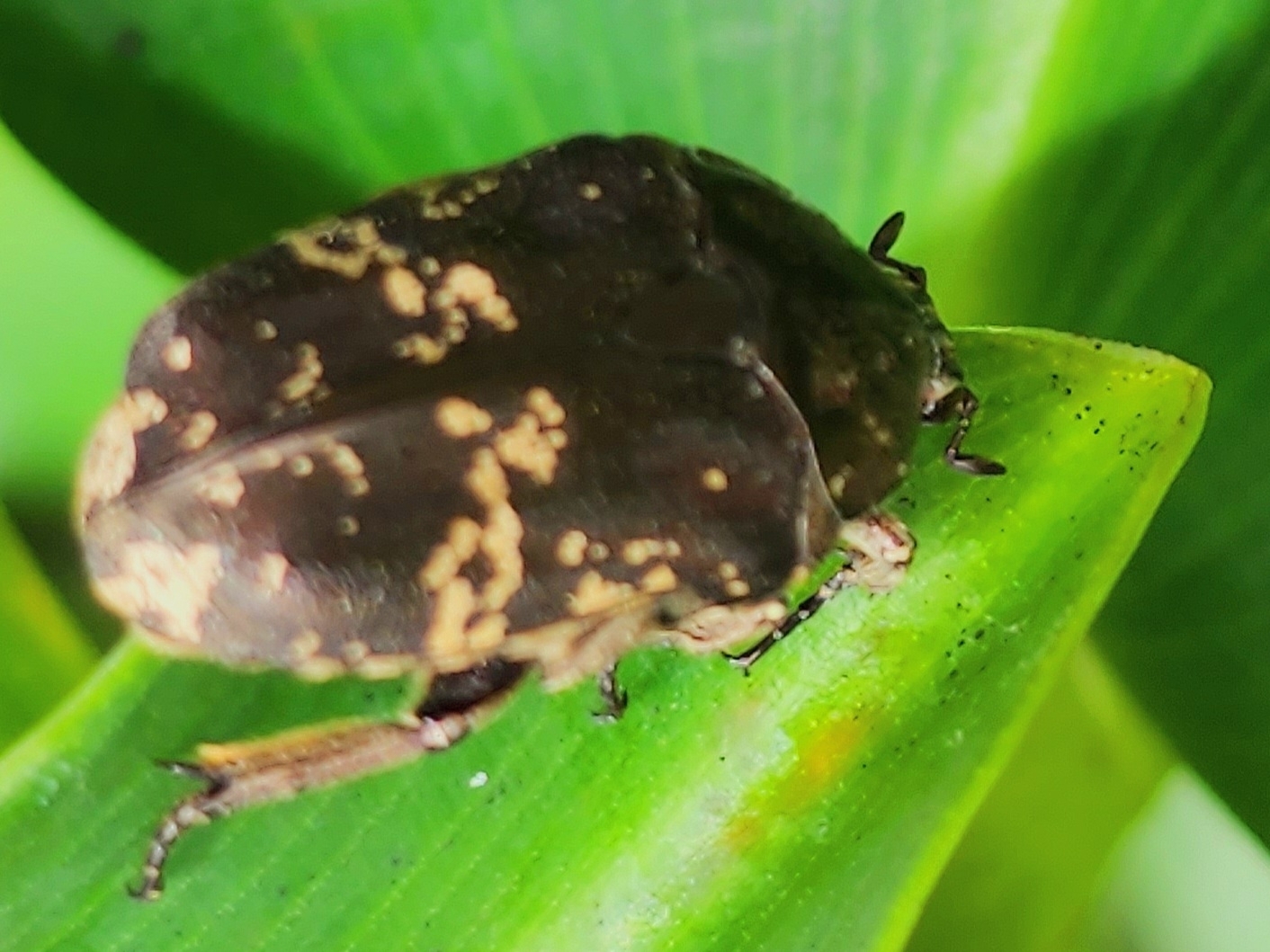 Protaetia acuminata (Fabricius, 1775)