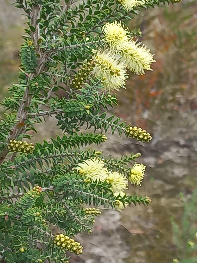 (Melaleuca densa) - Botanical Realm