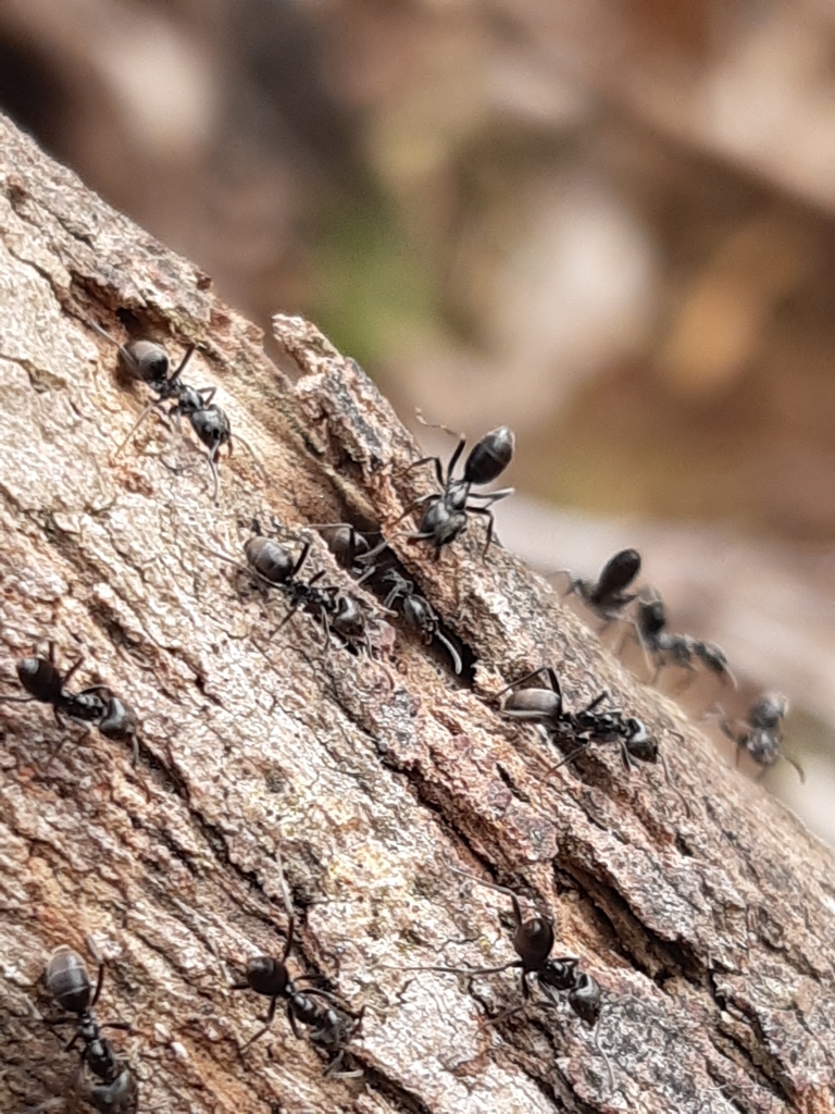 Anonychomyrma from Cranbourne VIC 3977, Australia on October 02, 2022 ...