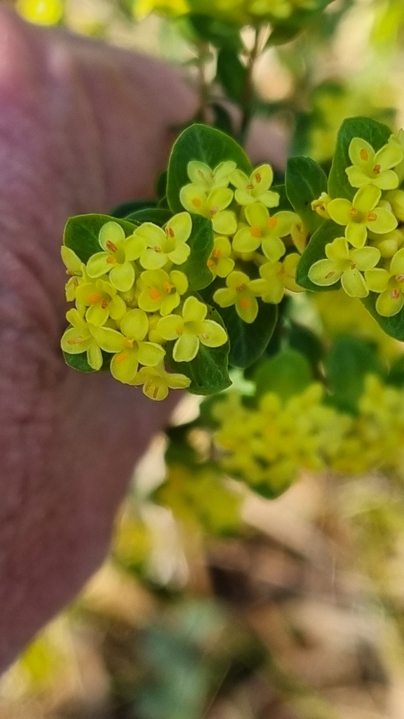 yellow rice-flower from Belgrave South VIC 3160, Australia on October ...