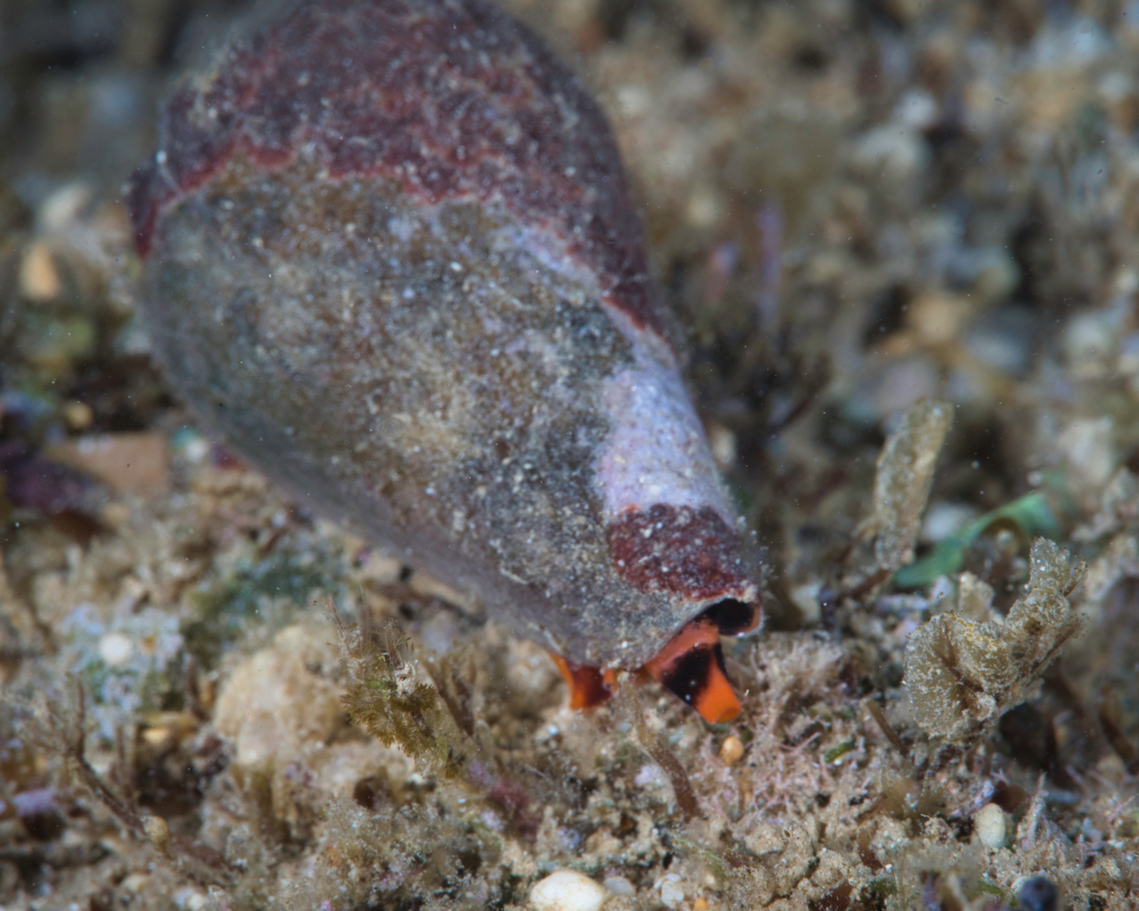 Conus moreleti Crosse, 1858