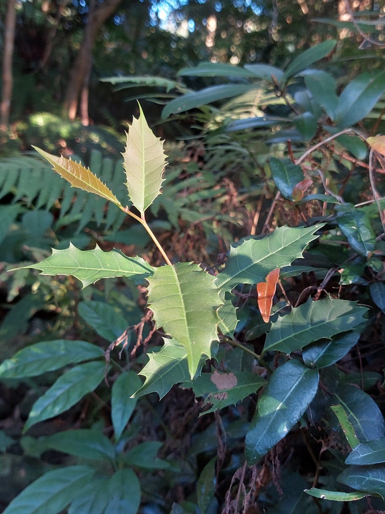 Itea oldhamii from 台灣台北 on September 30, 2022 at 05:07 PM by 胡正恆 ...