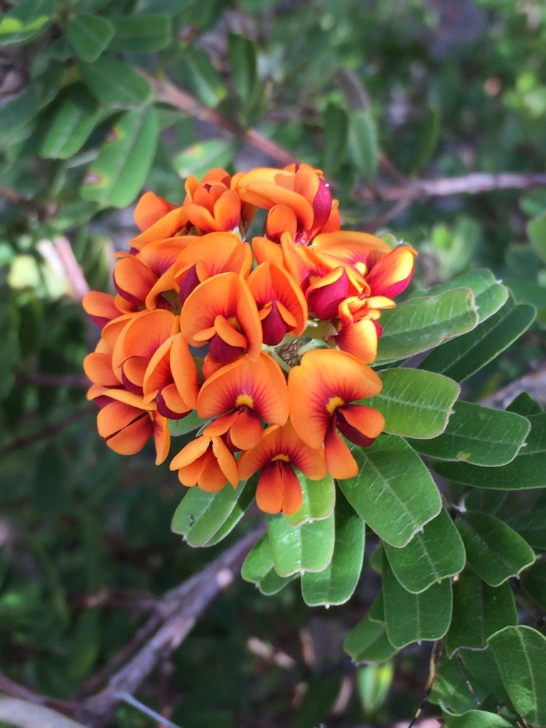 heart-leaved poison from Walpole-Nornalup National Park, Walpole, WA ...
