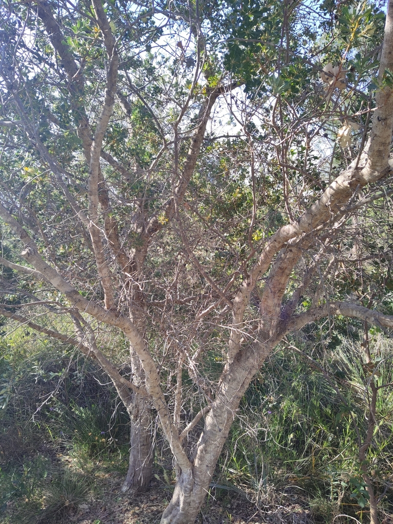 Parrot Bush from Perth, AU-WA, AU on October 2, 2022 at 03:26 PM by ...