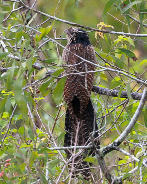 Pheasant Coucal from 164 College Rd, Karana Downs QLD 4306, Australia ...