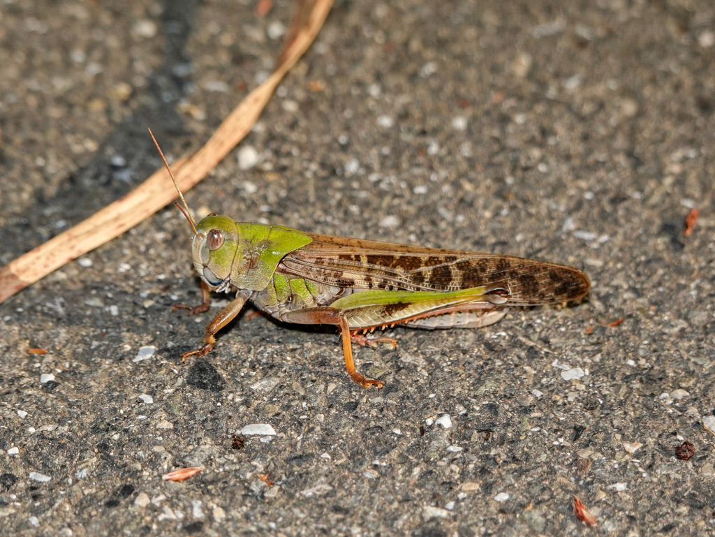 Migratory Locust in October 2022 by orthoptera-jp · iNaturalist