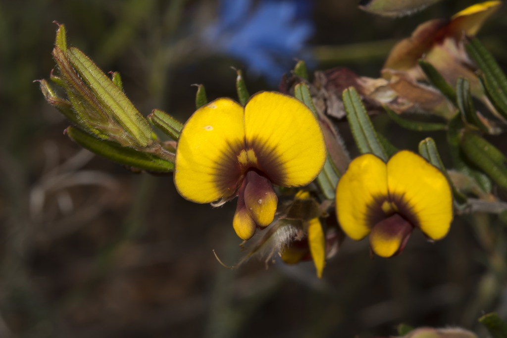 common brown pea (Bossiaea eriocarpa) - Botanical Realm