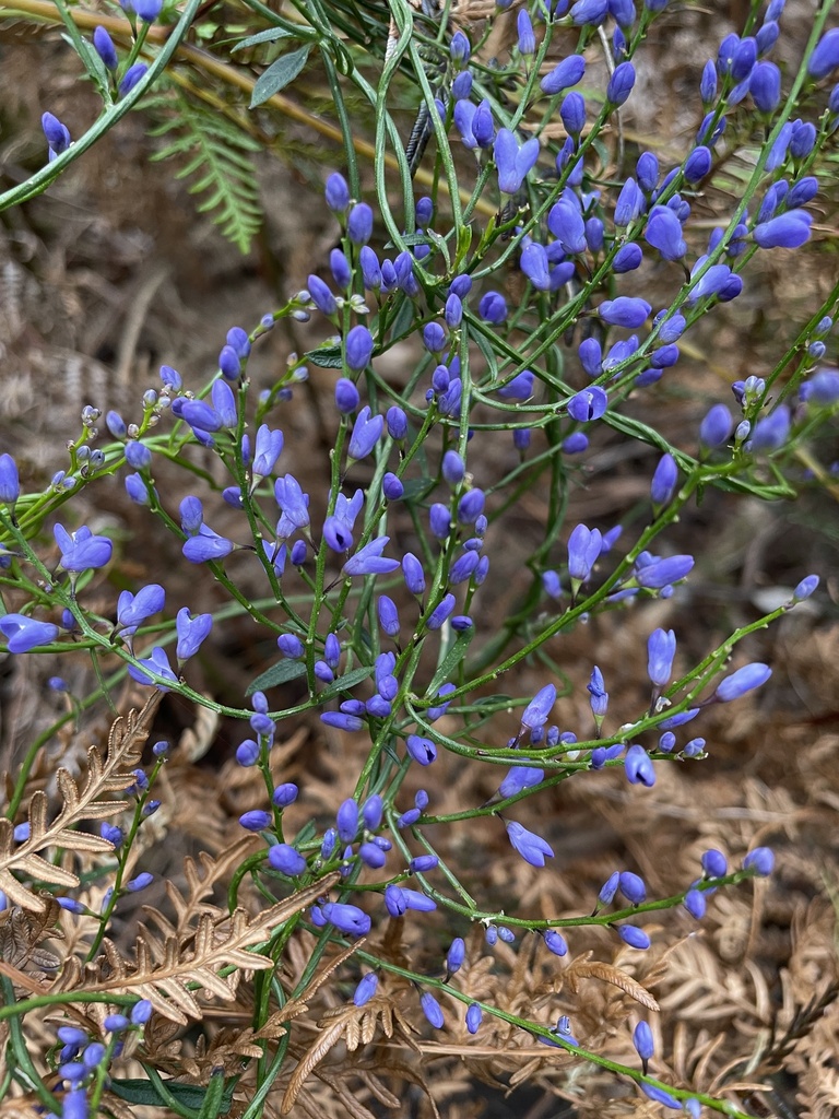 Love Creeper from Tasmania, South Hobart, TAS, AU on October 2, 2022 at ...