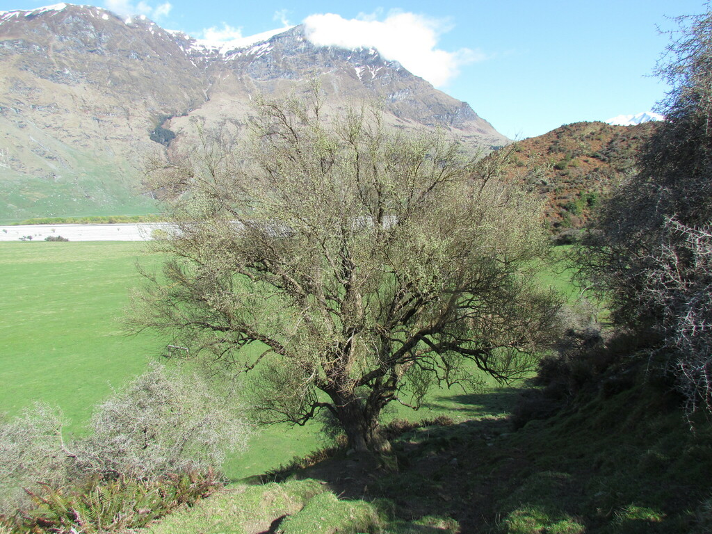 Deciduous tree daisy in October 2022 by ian dench · iNaturalist