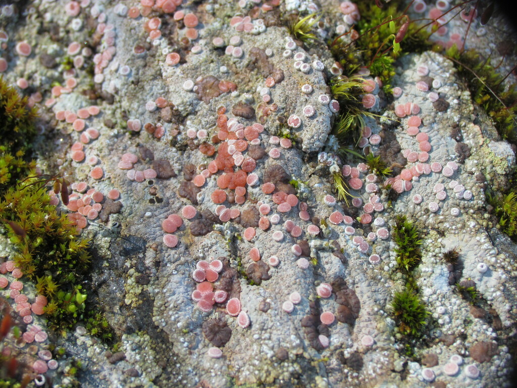 Blushing Scale in October 2022 by ian dench · iNaturalist