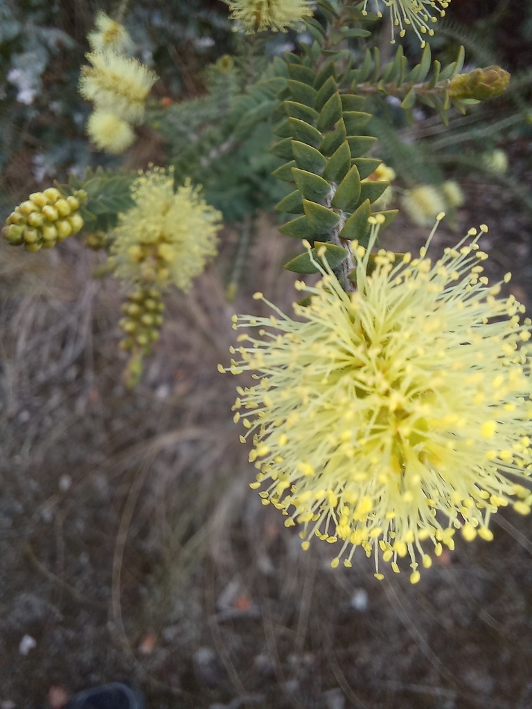 (Melaleuca densa) - Botanical Realm