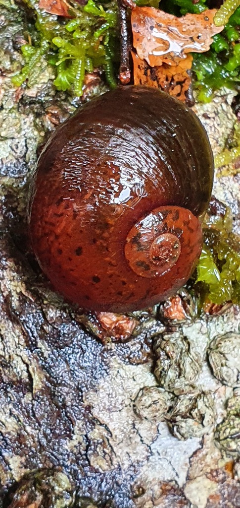 Rhytida oconnori in October 2022 by Chris Ecroyd. Found inside the ...