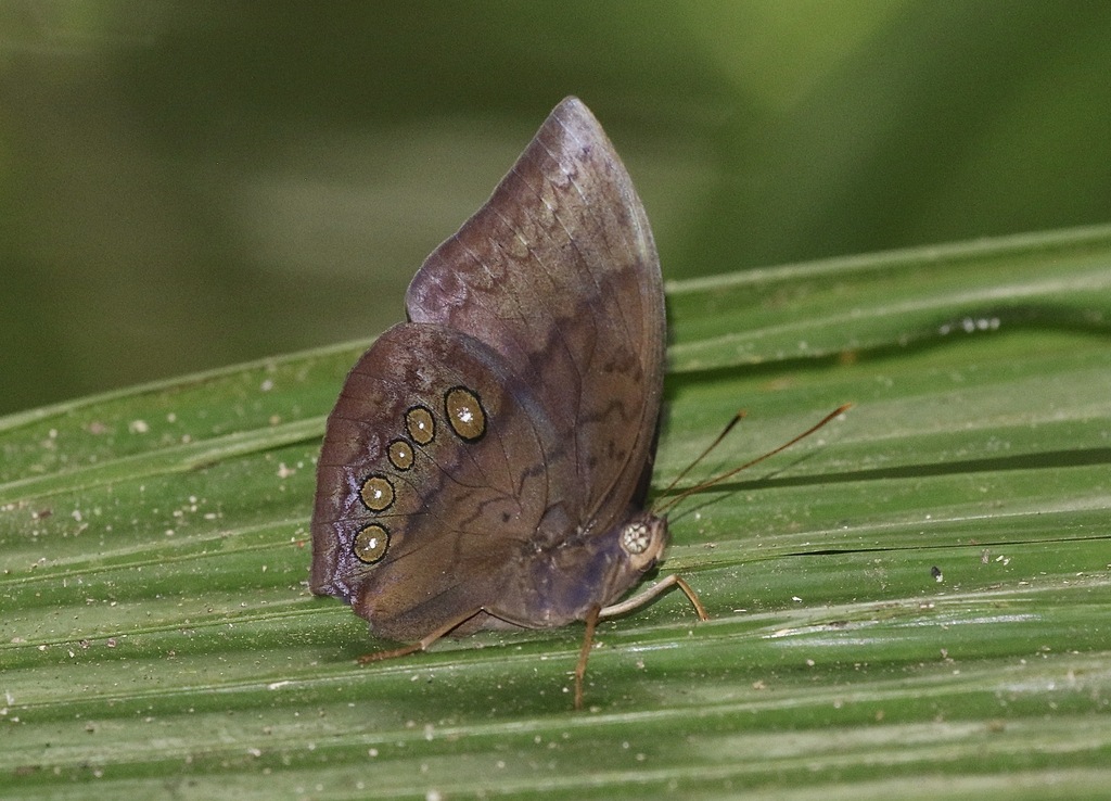 Discophora bambusae from Toraut, Bolaang Mongondow Regency, North ...