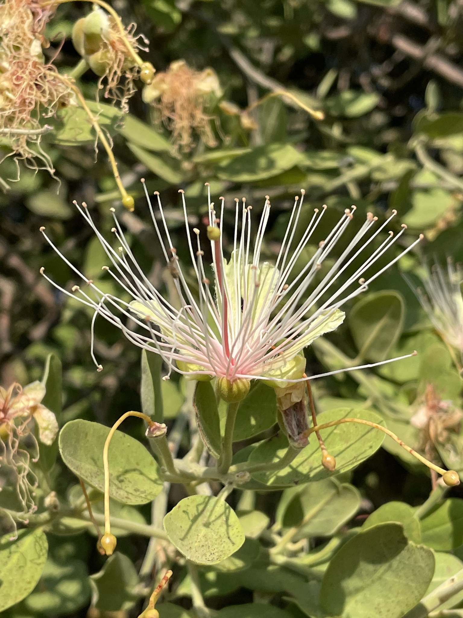 Capparis tomentosa Lam.