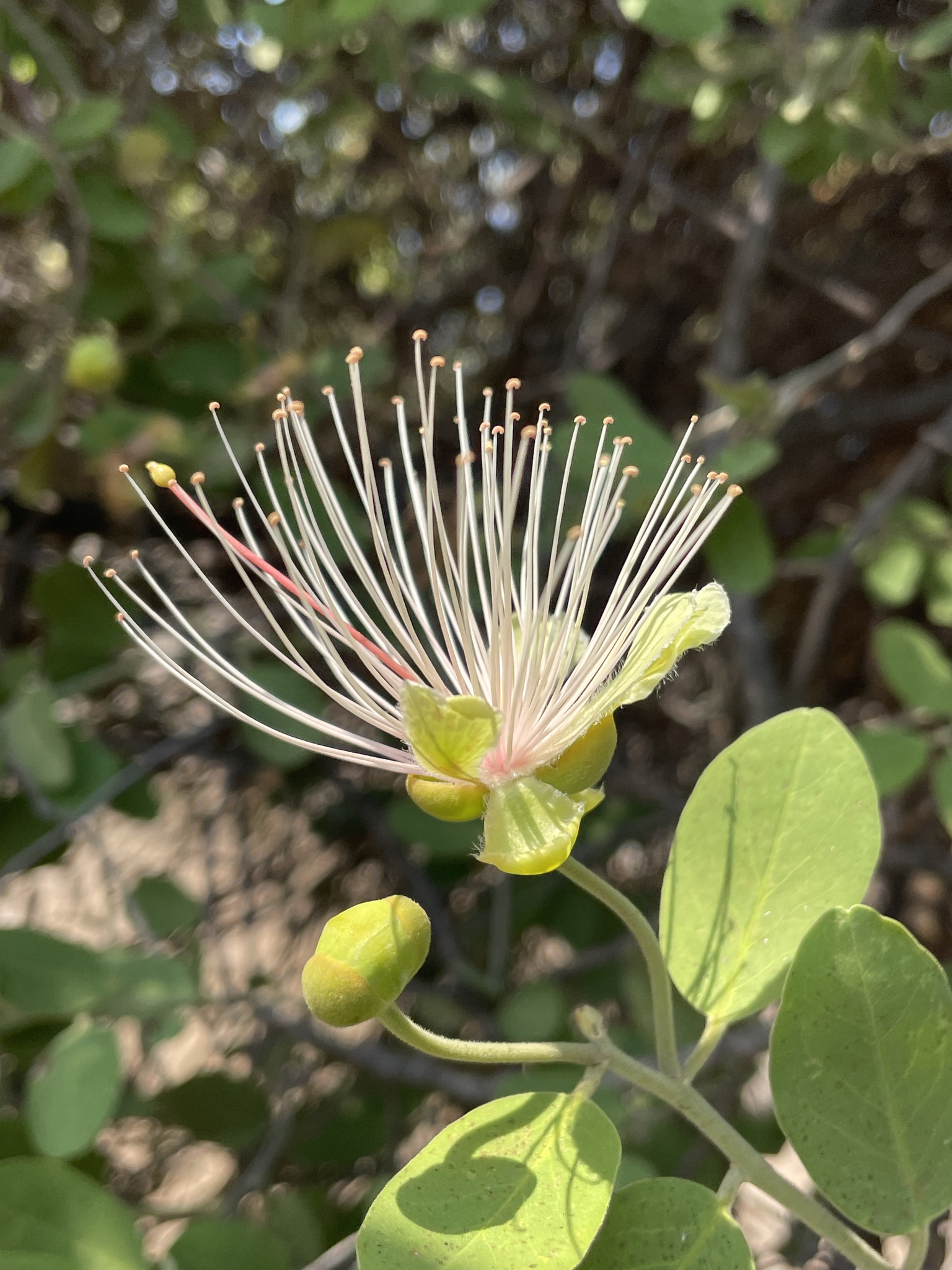 Capparis tomentosa Lam.
