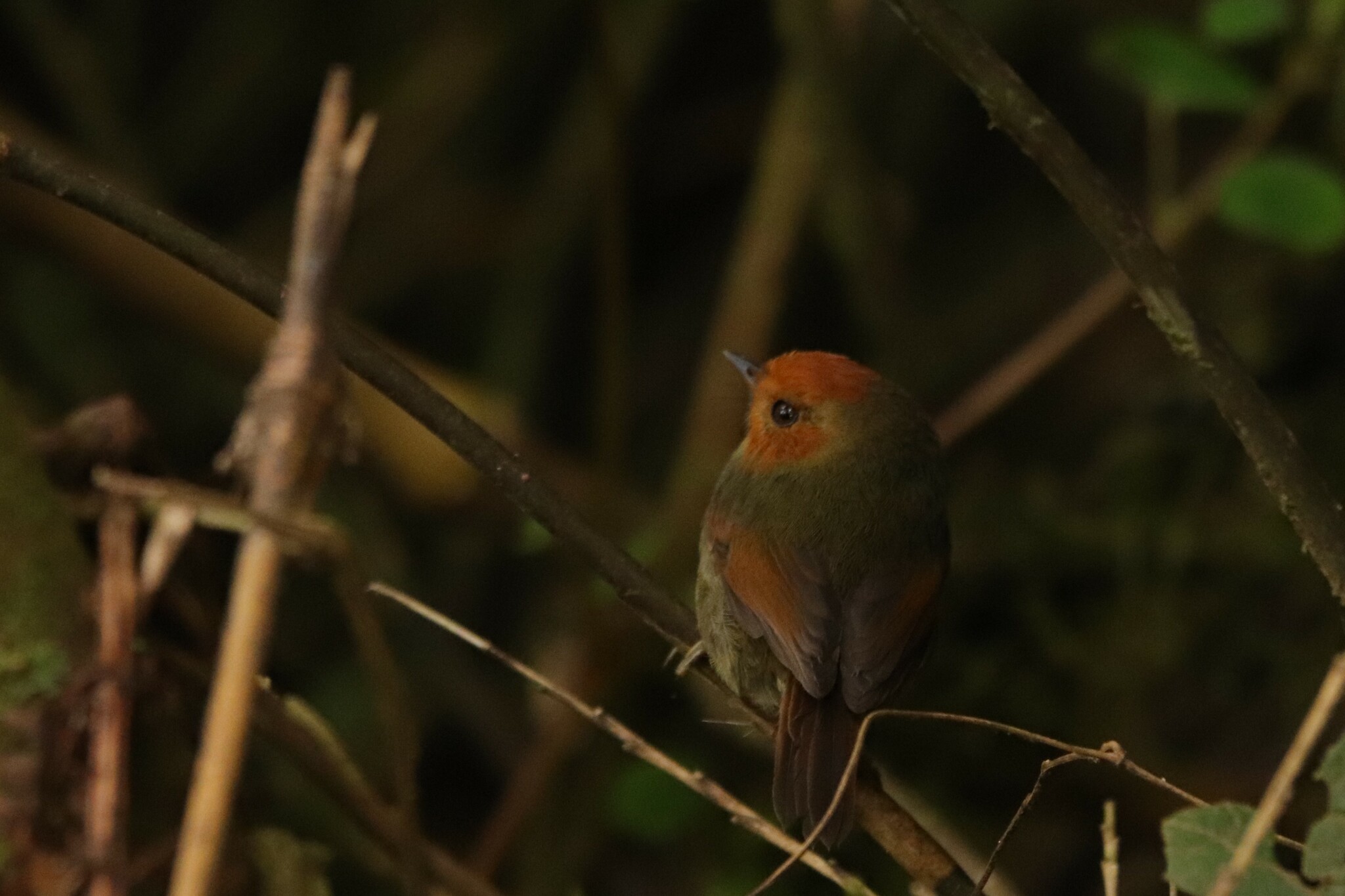 Pseudotriccus ruficeps (Lafresnaye, 1843)